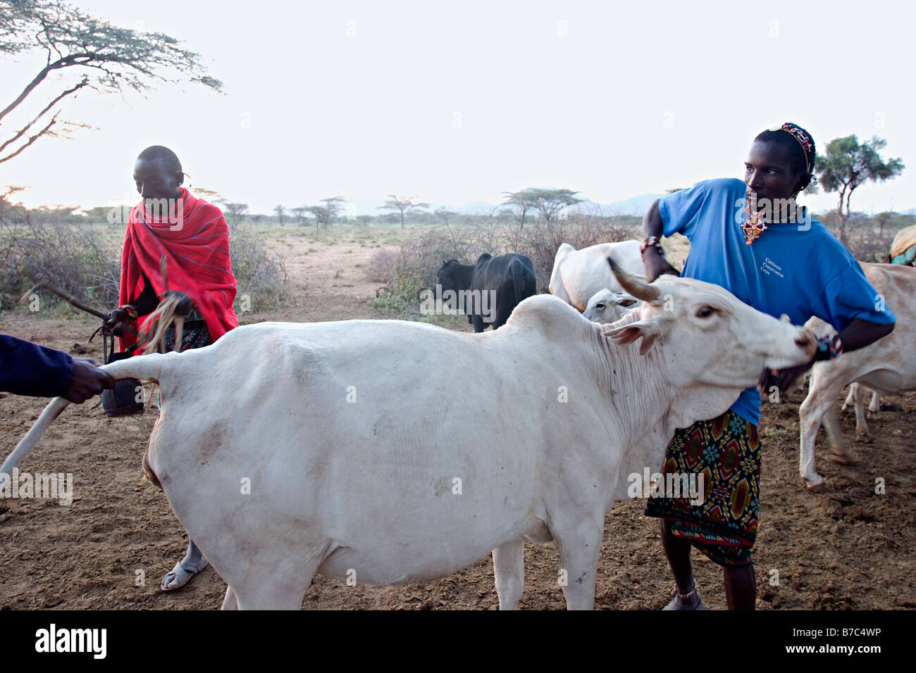 Samburu circumcision ritual hi-res stock photography and images - Alamy