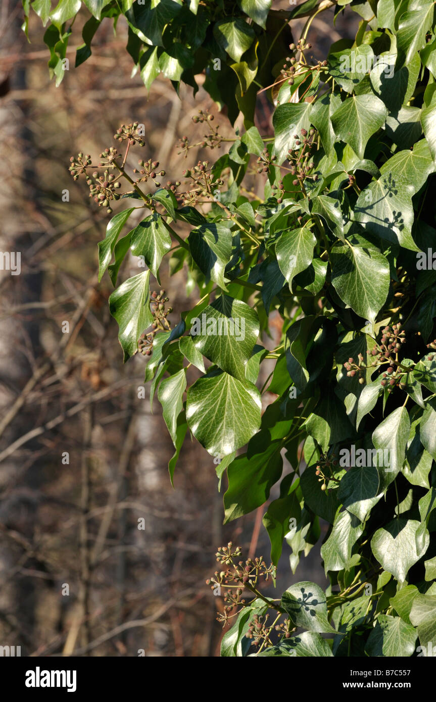Common ivy (Hedera helix Stock Photo - Alamy