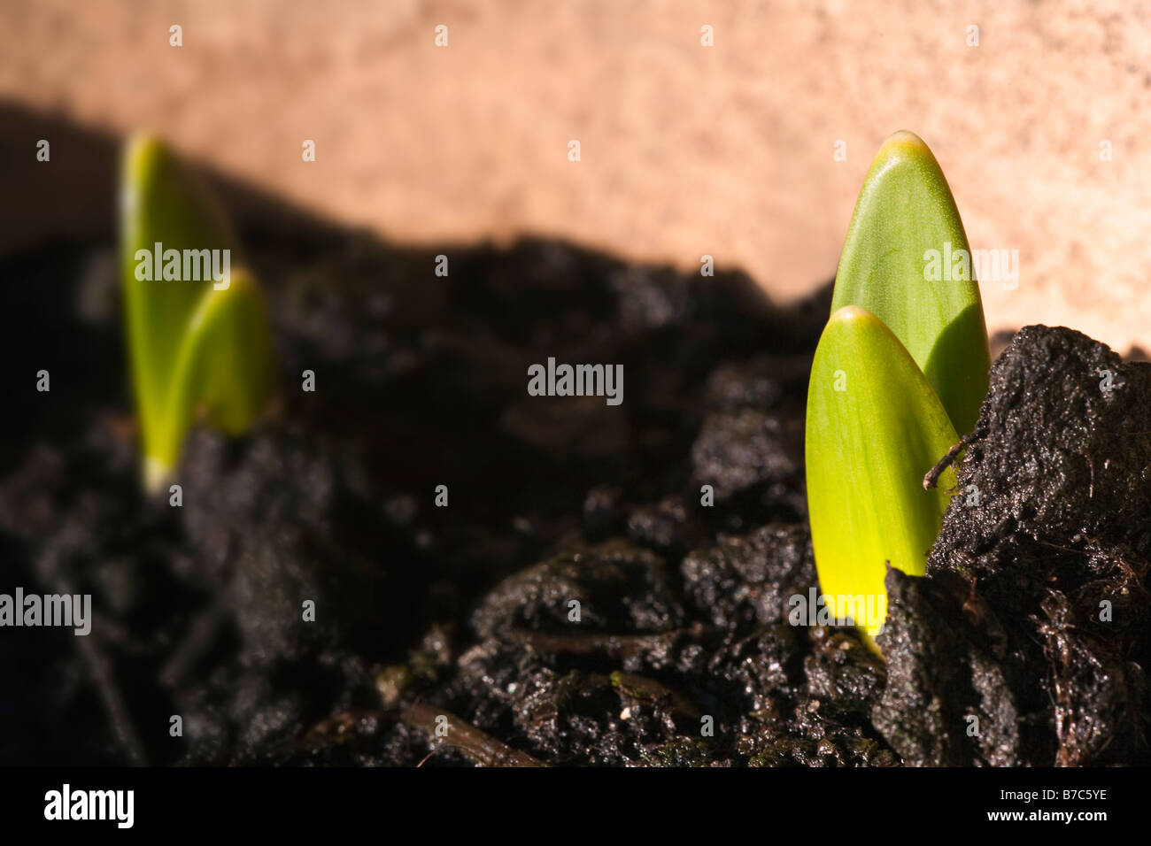 Green shoots hi-res stock photography and images - Alamy