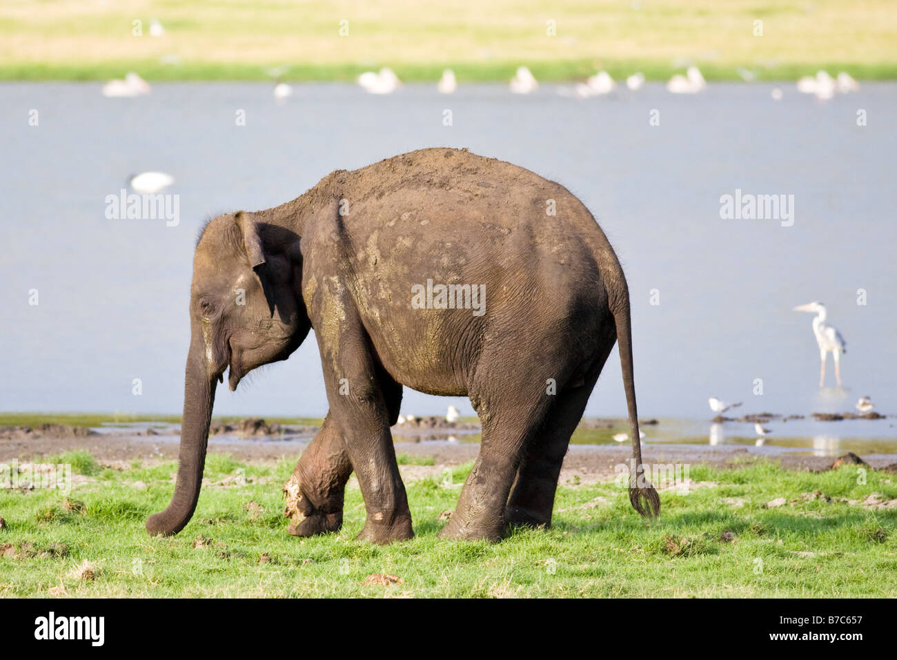 An elephant with a visible wound in it's leg from a poacher (Dambulla ...