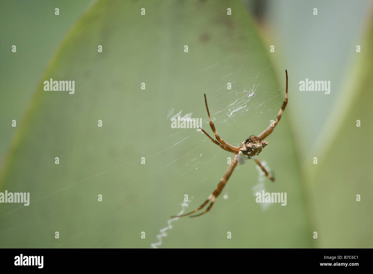 Spider web prey animals hunting hi-res stock photography and images - Alamy