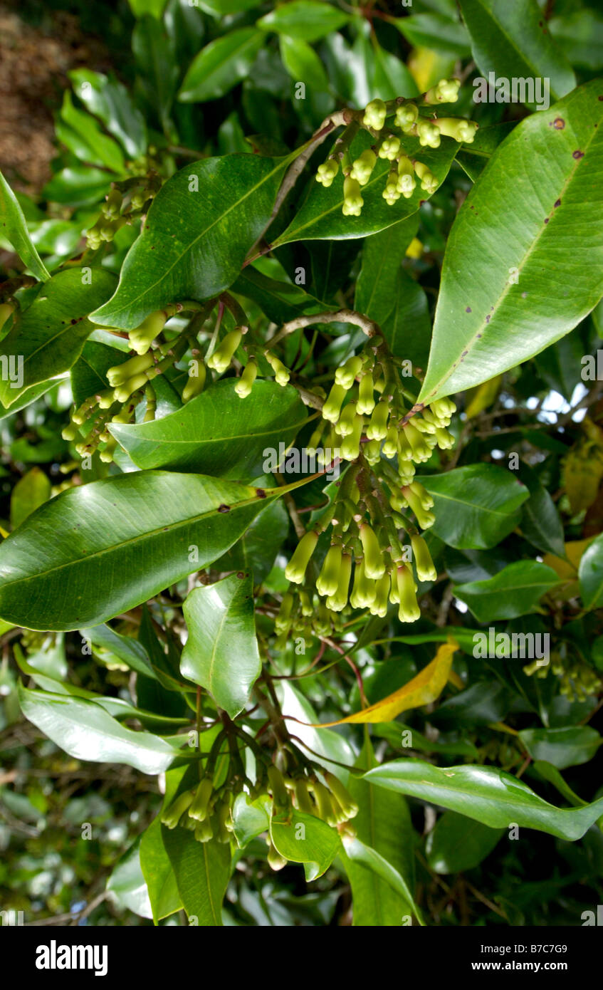 Cloves hanging on a tree Stock Photo - Alamy