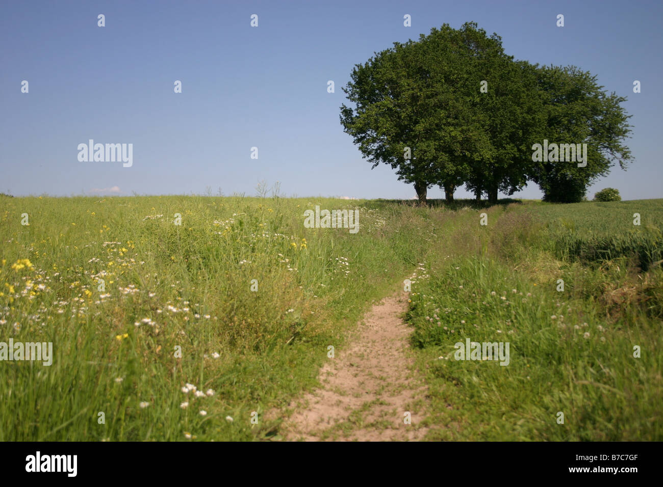 way with trees Stock Photo - Alamy