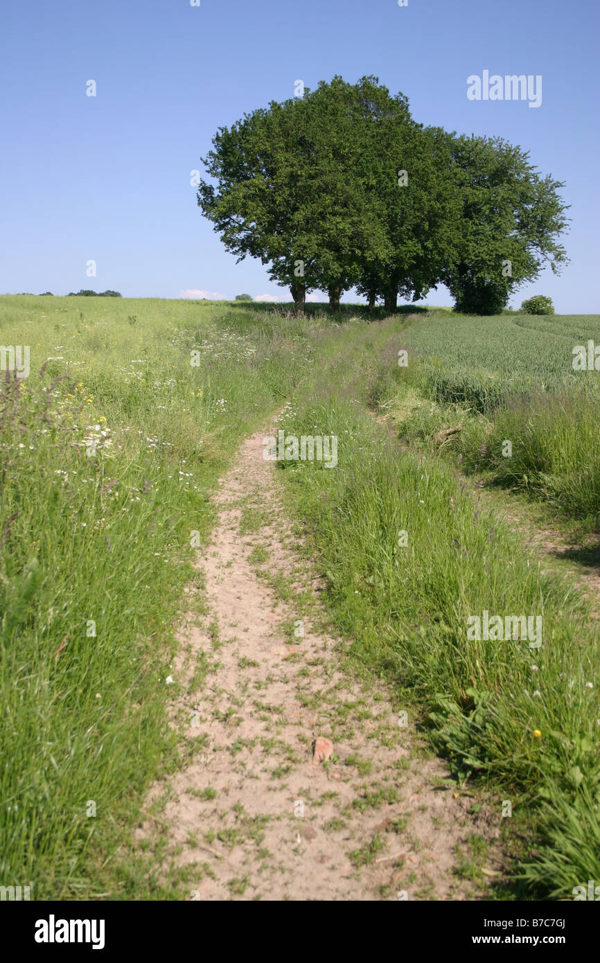 way with trees Stock Photo - Alamy