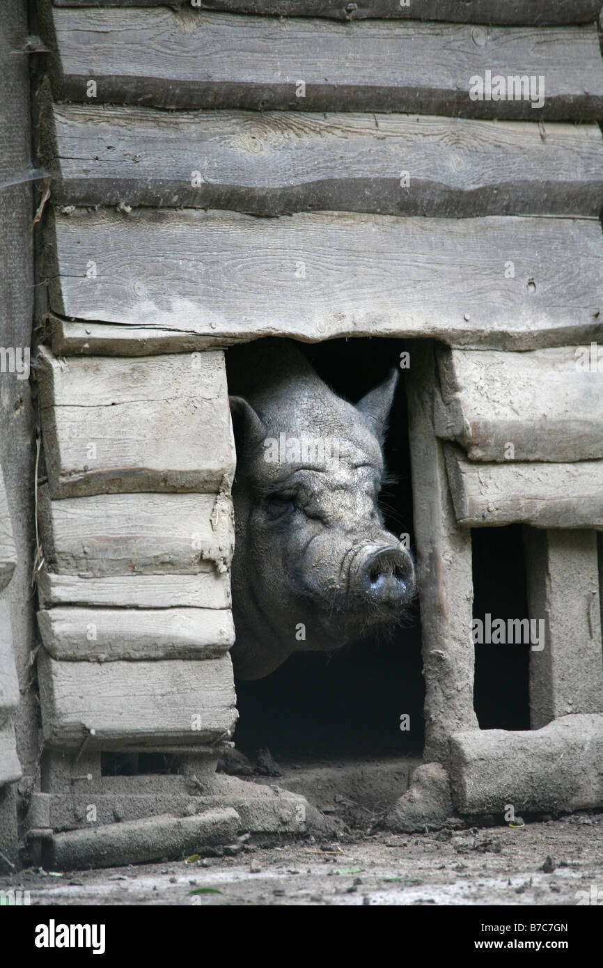 Hanging belly pig Stock Photo - Alamy