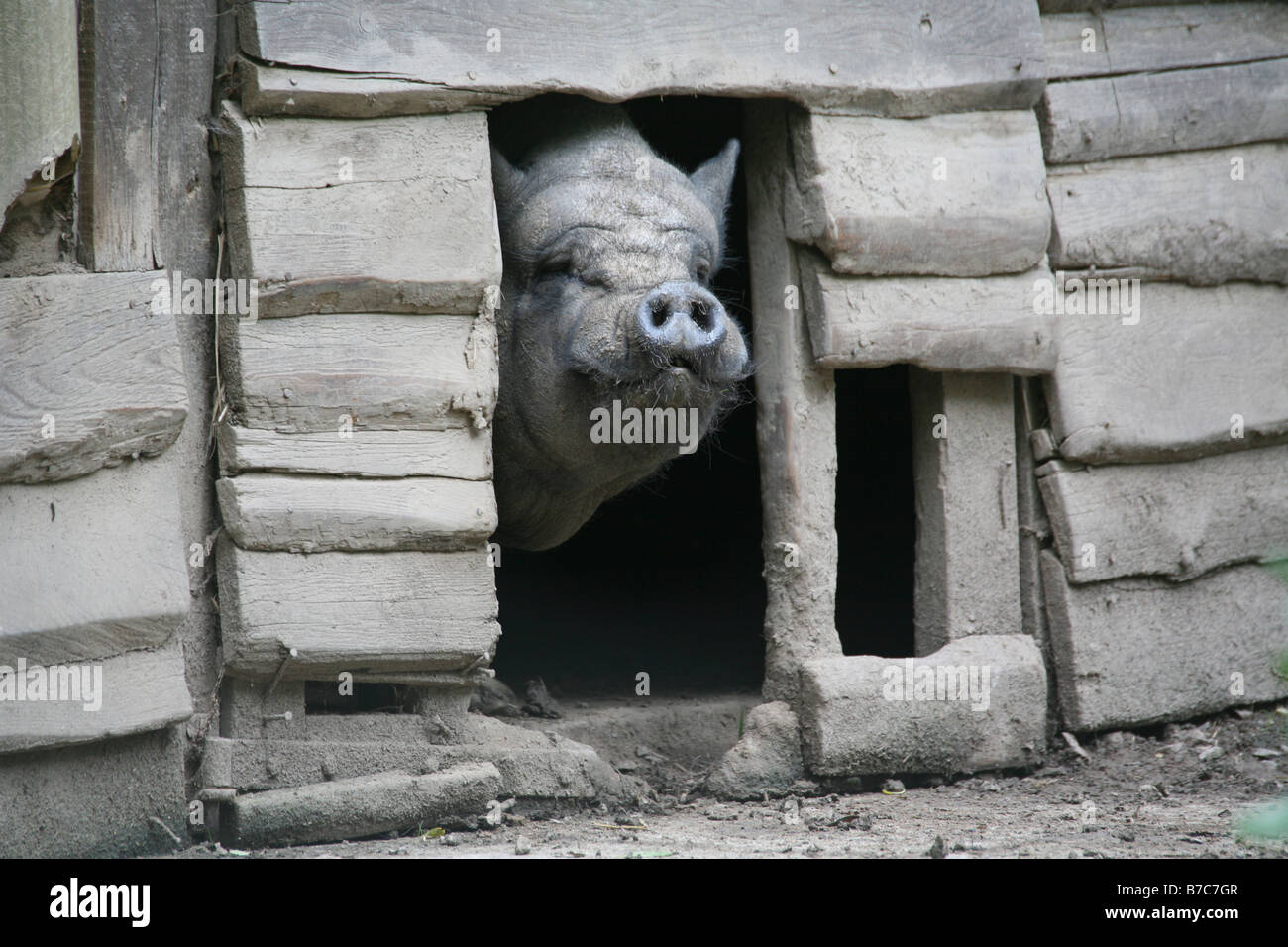 Hanging belly pig Stock Photo - Alamy