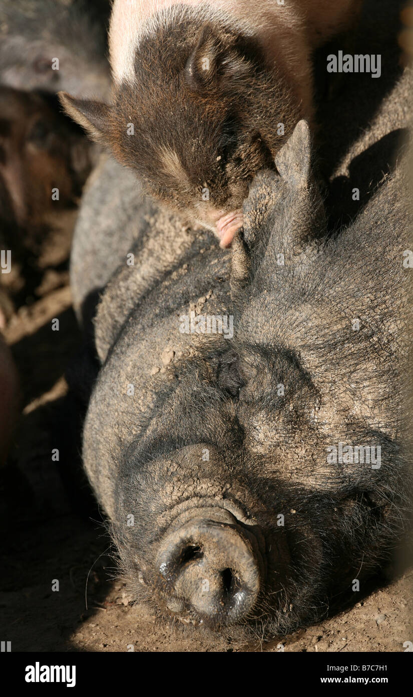 Asian pig breeding hi-res stock photography and images - Alamy