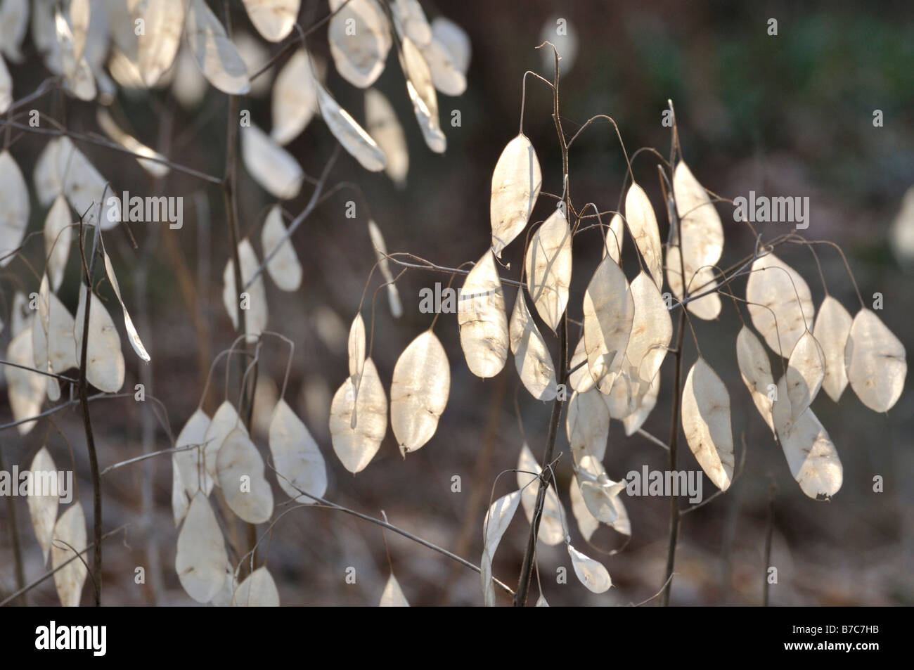 Honesty plant winter hi-res stock photography and images - Alamy