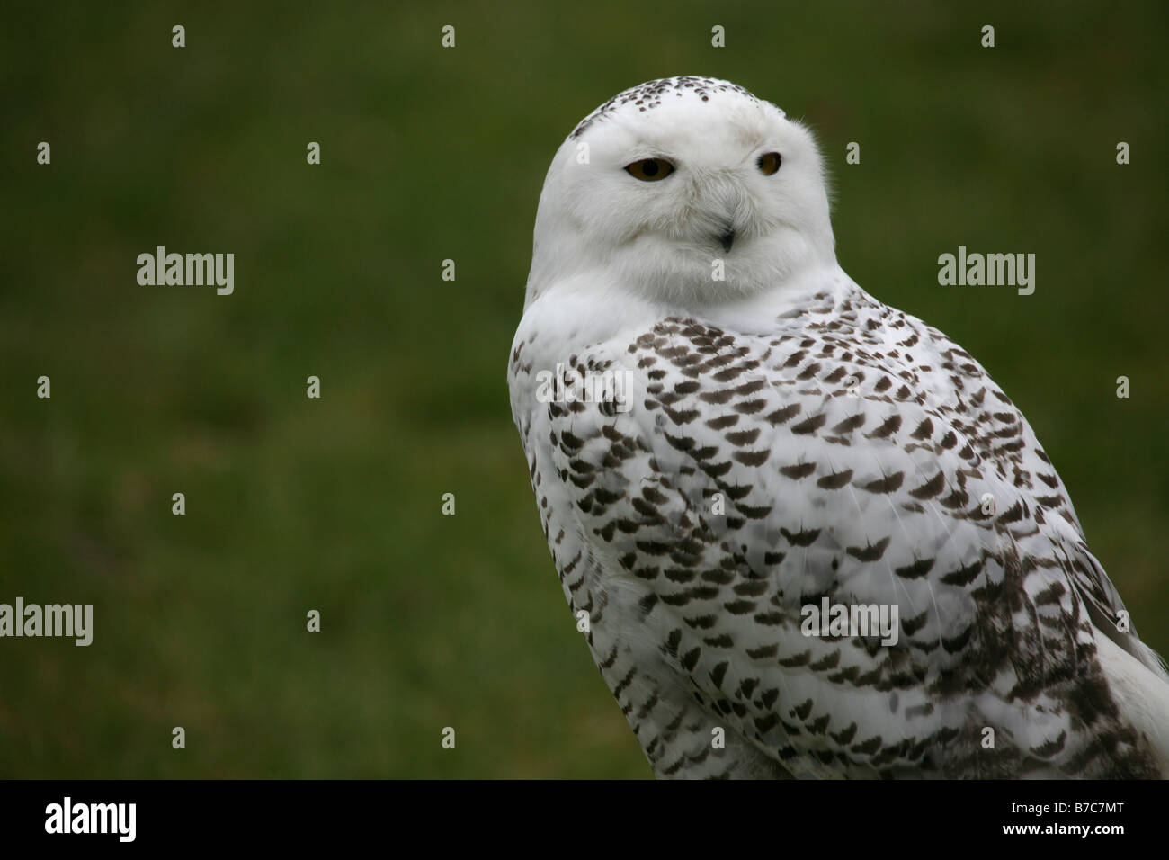 Male snowy owls hi-res stock photography and images - Alamy
