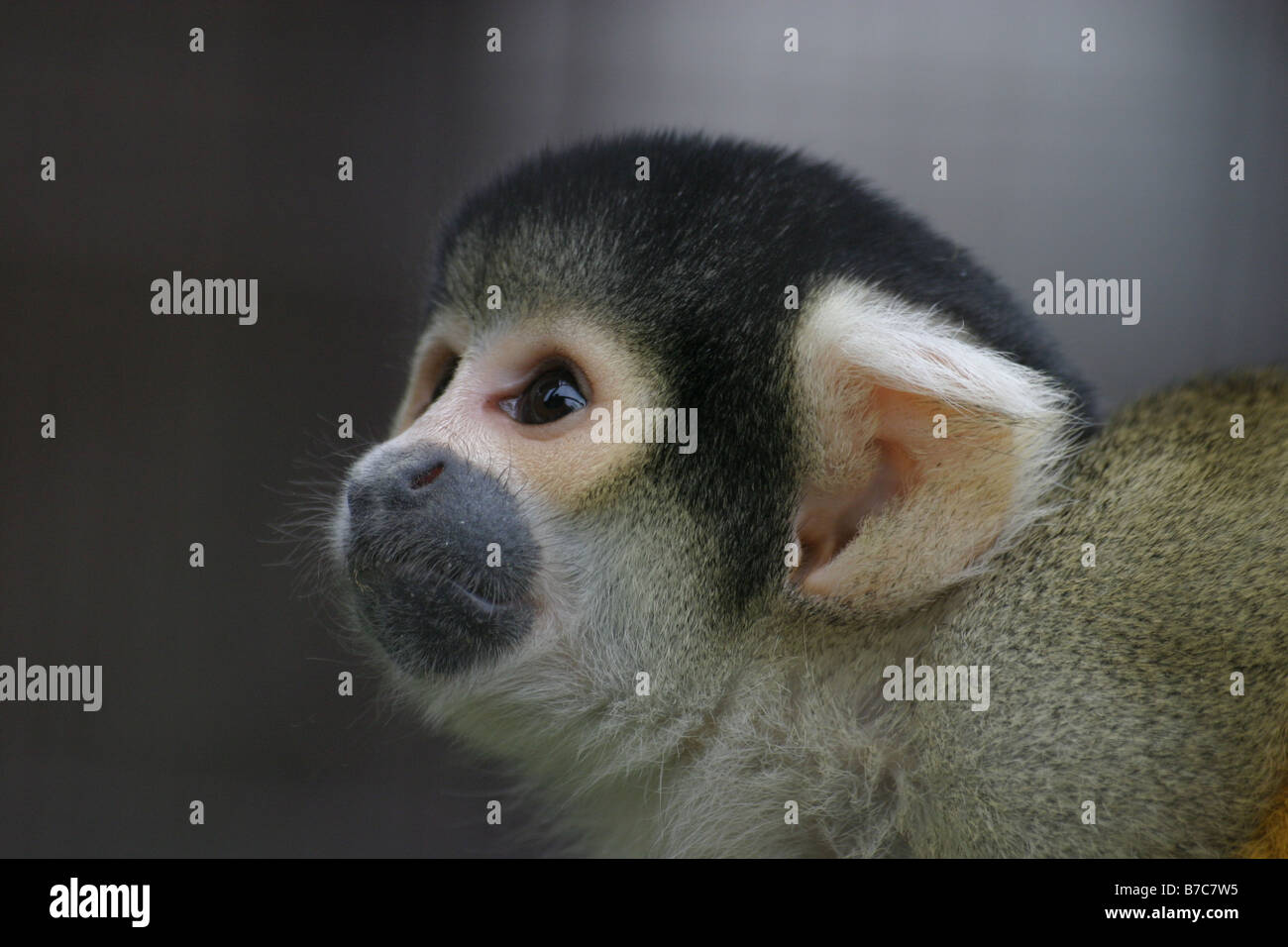Animal mammal monkey skin hi-res stock photography and images - Alamy