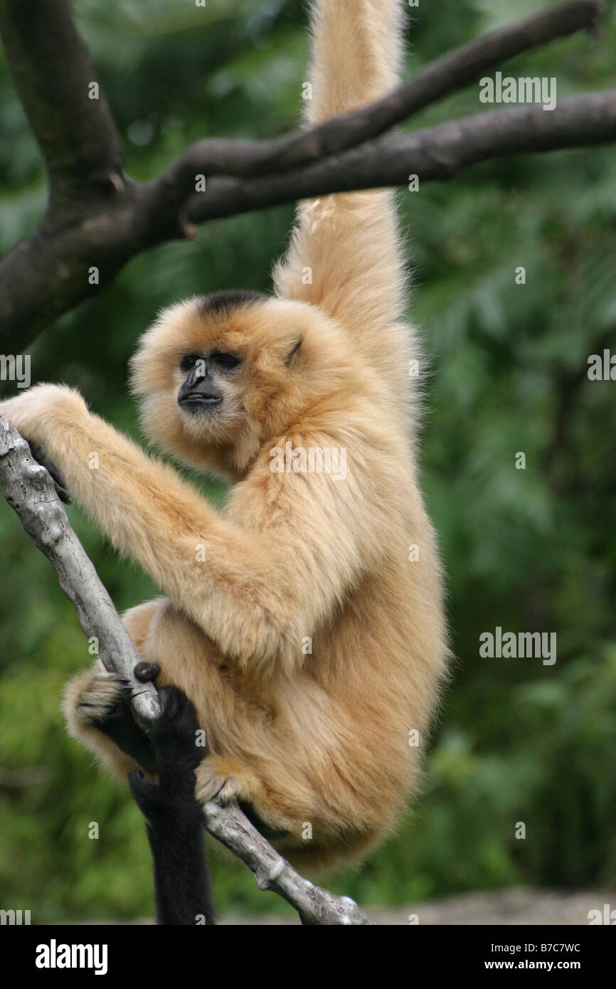Monkey With Wig Hair Blonde