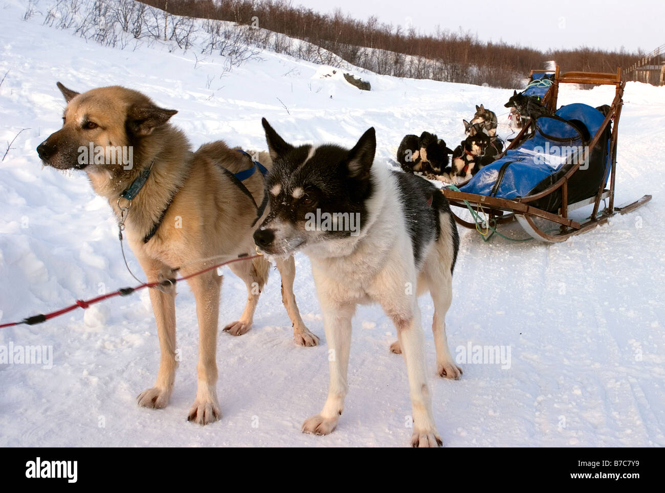 Dog Sledding in the Arctic Stock Photo - Alamy