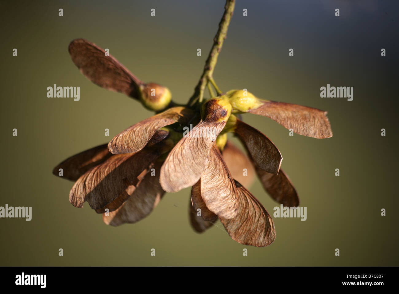 Deciduous trees seeds hi-res stock photography and images - Alamy