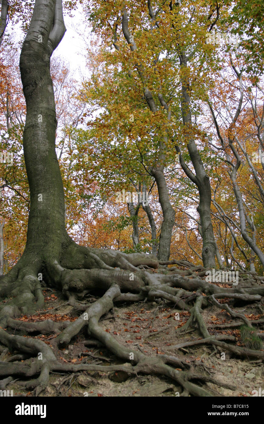 Solid roots hi-res stock photography and images - Alamy
