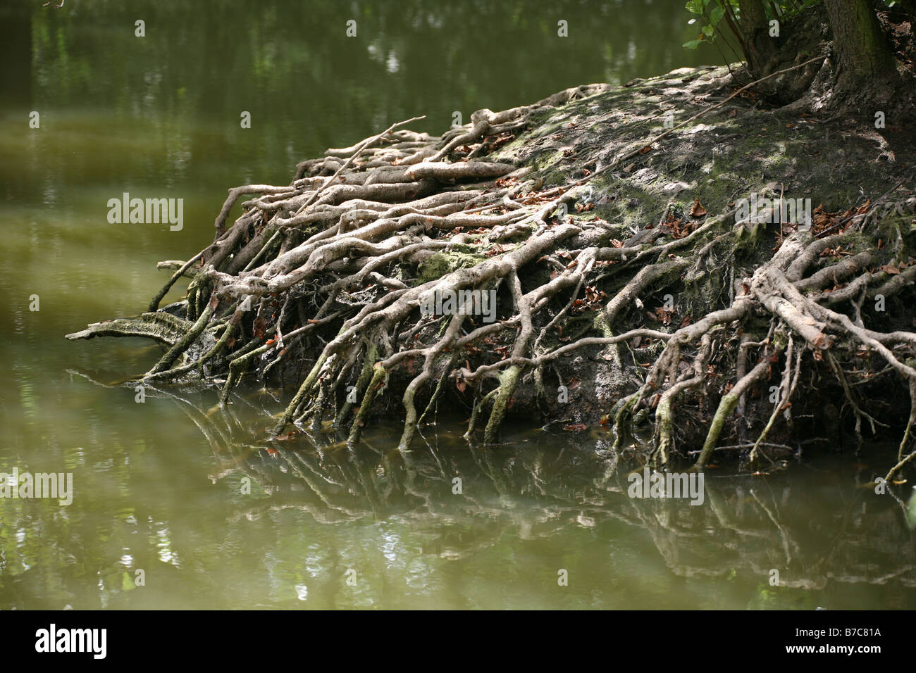 The parts of a tree are the roots hi-res stock photography and images ...