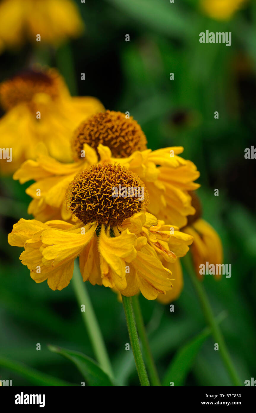 Helens flower sneezeweed helens flower hi-res stock photography and ...