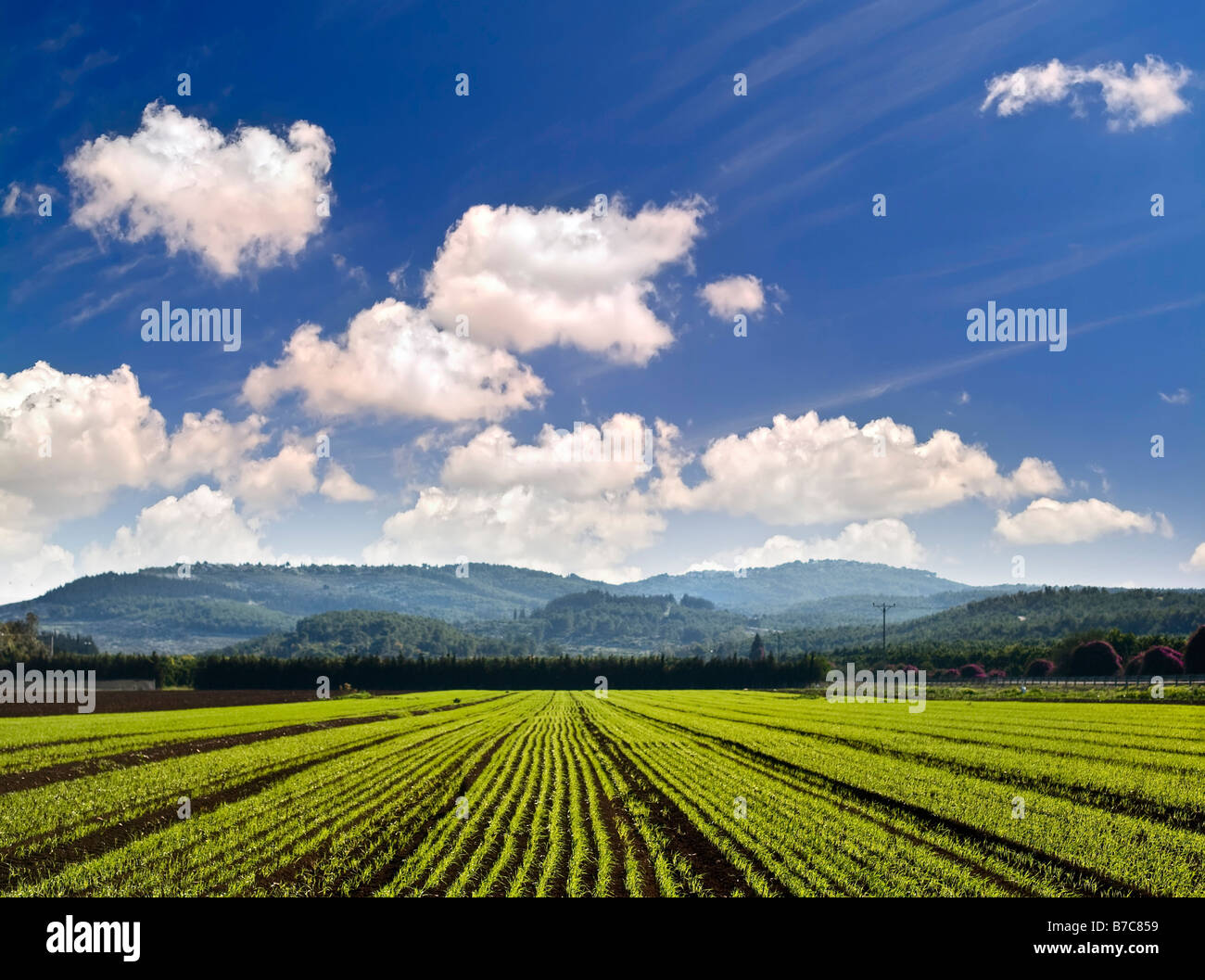 new wheat seedlings in a plowed field in Stock Photo - Alamy