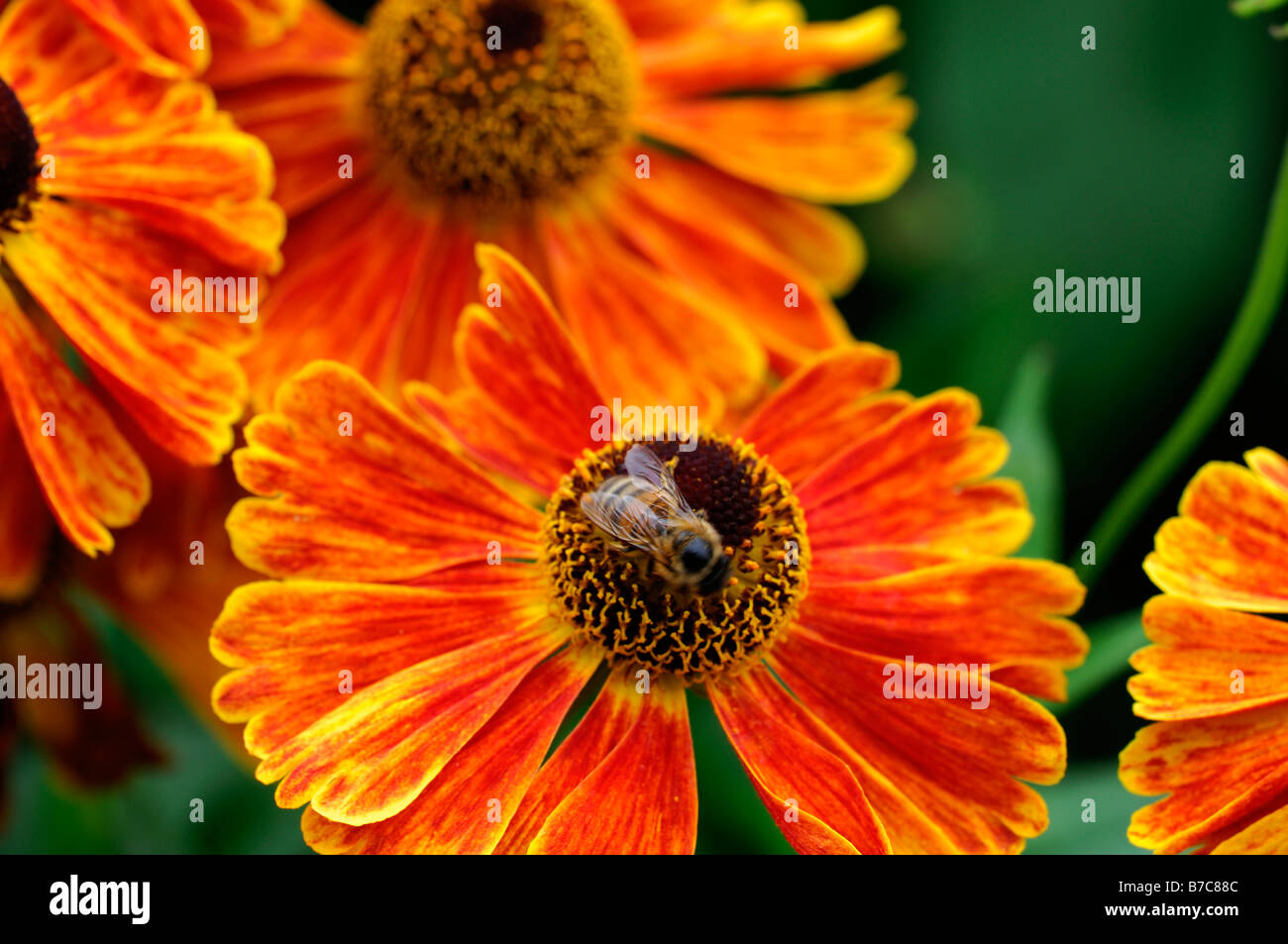 Helenium drift hi-res stock photography and images - Alamy