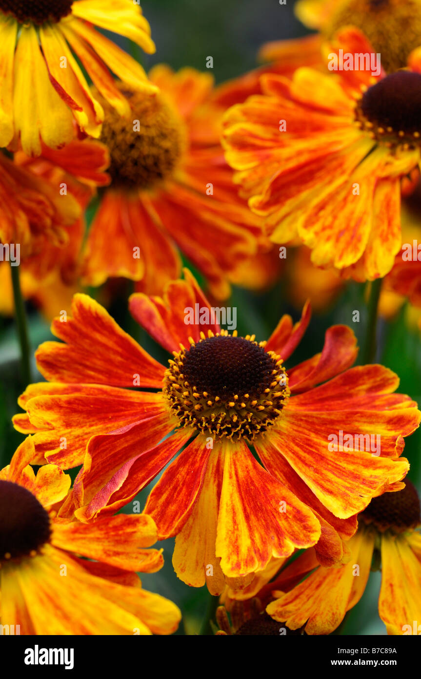 Helenium drift hi-res stock photography and images - Alamy