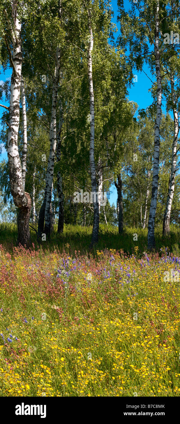 Birches in summer forest with tall grasses below. Two shots composite ...