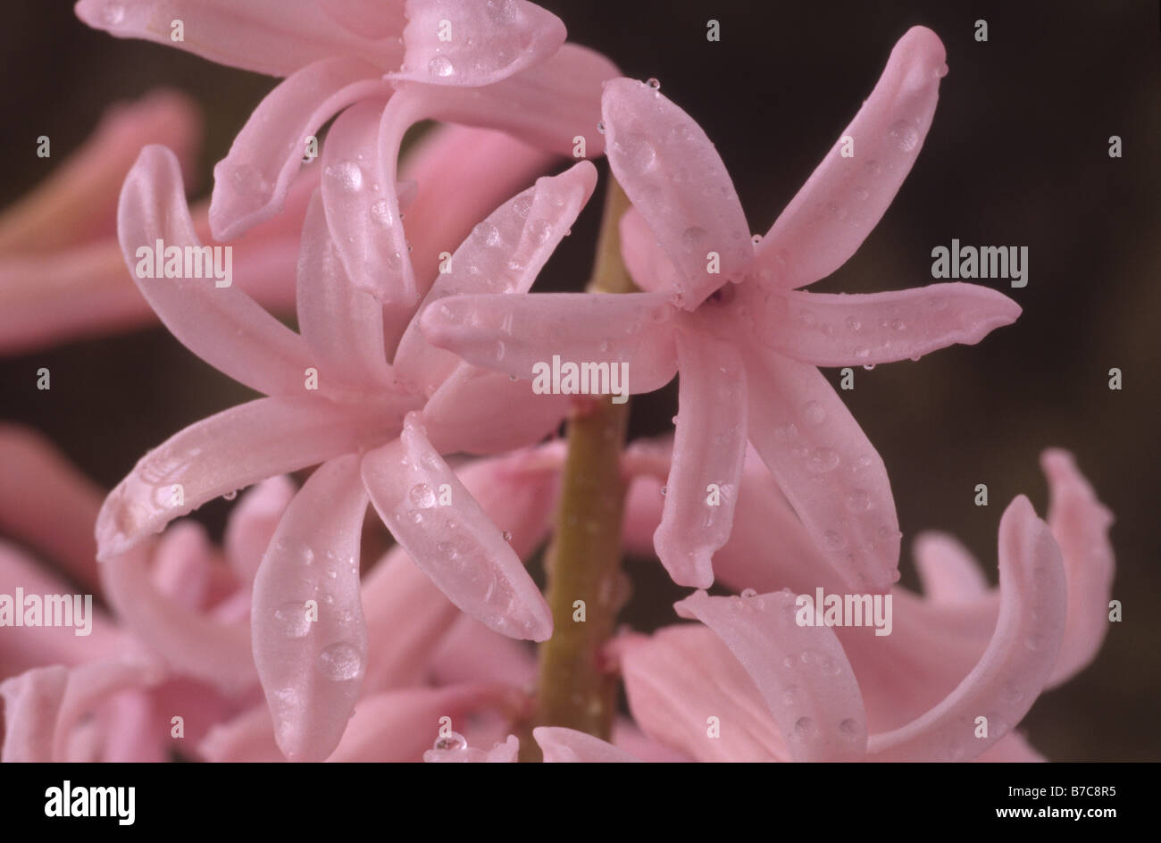 Hyacinthus orientalis 'Pink Festival' (Hyacinth) Multi-flora hyacinth ...