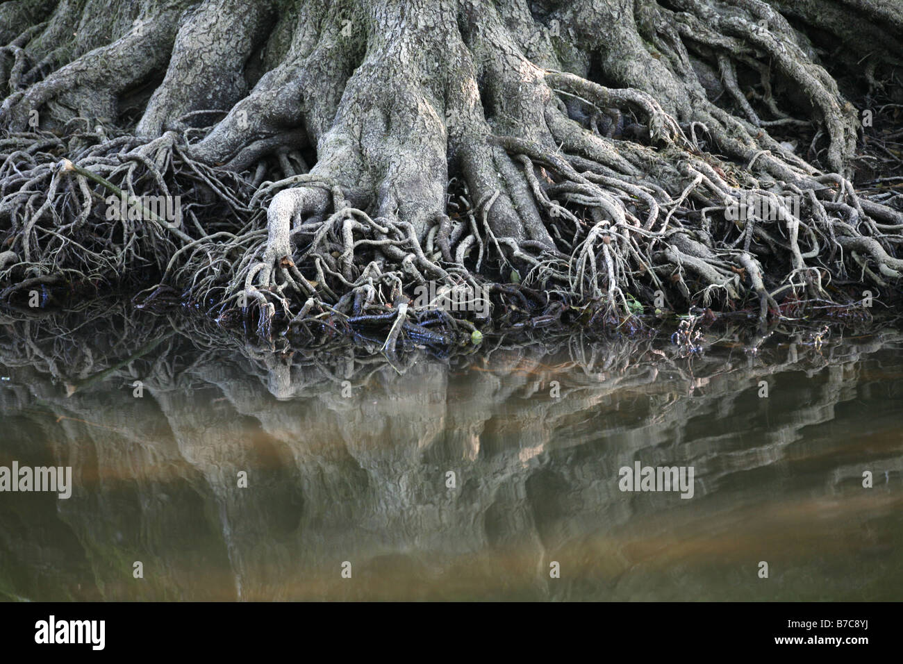 Rooted feet hi-res stock photography and images - Alamy