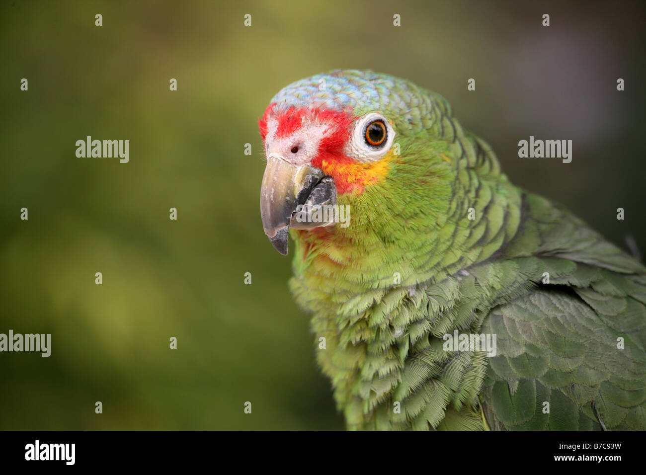 Yellow fronted amazons hi-res stock photography and images - Alamy