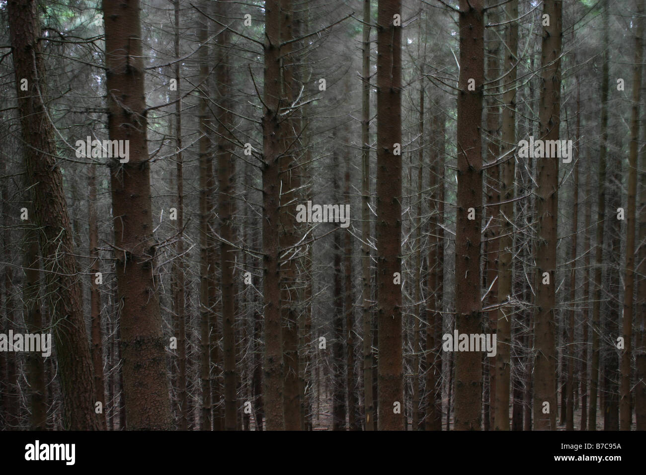 boring pole forest Stock Photo - Alamy