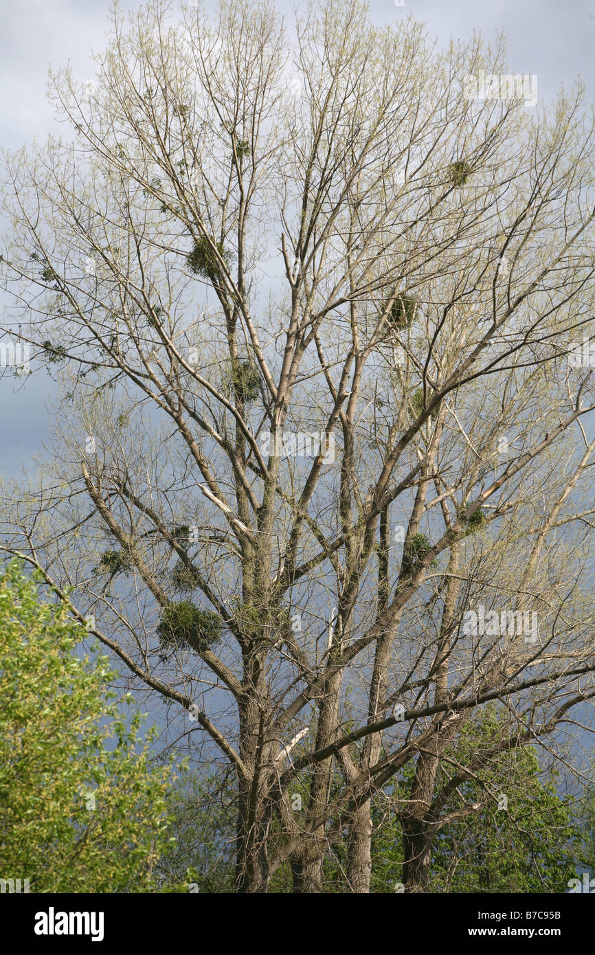 Mistletoe infestation hi-res stock photography and images - Alamy