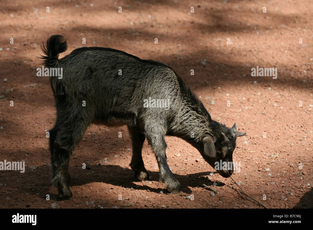 African pygmy goats hi-res stock photography and images - Alamy