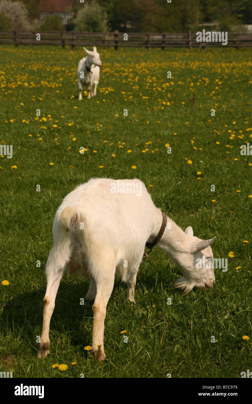 German goat hi-res stock photography and images - Alamy