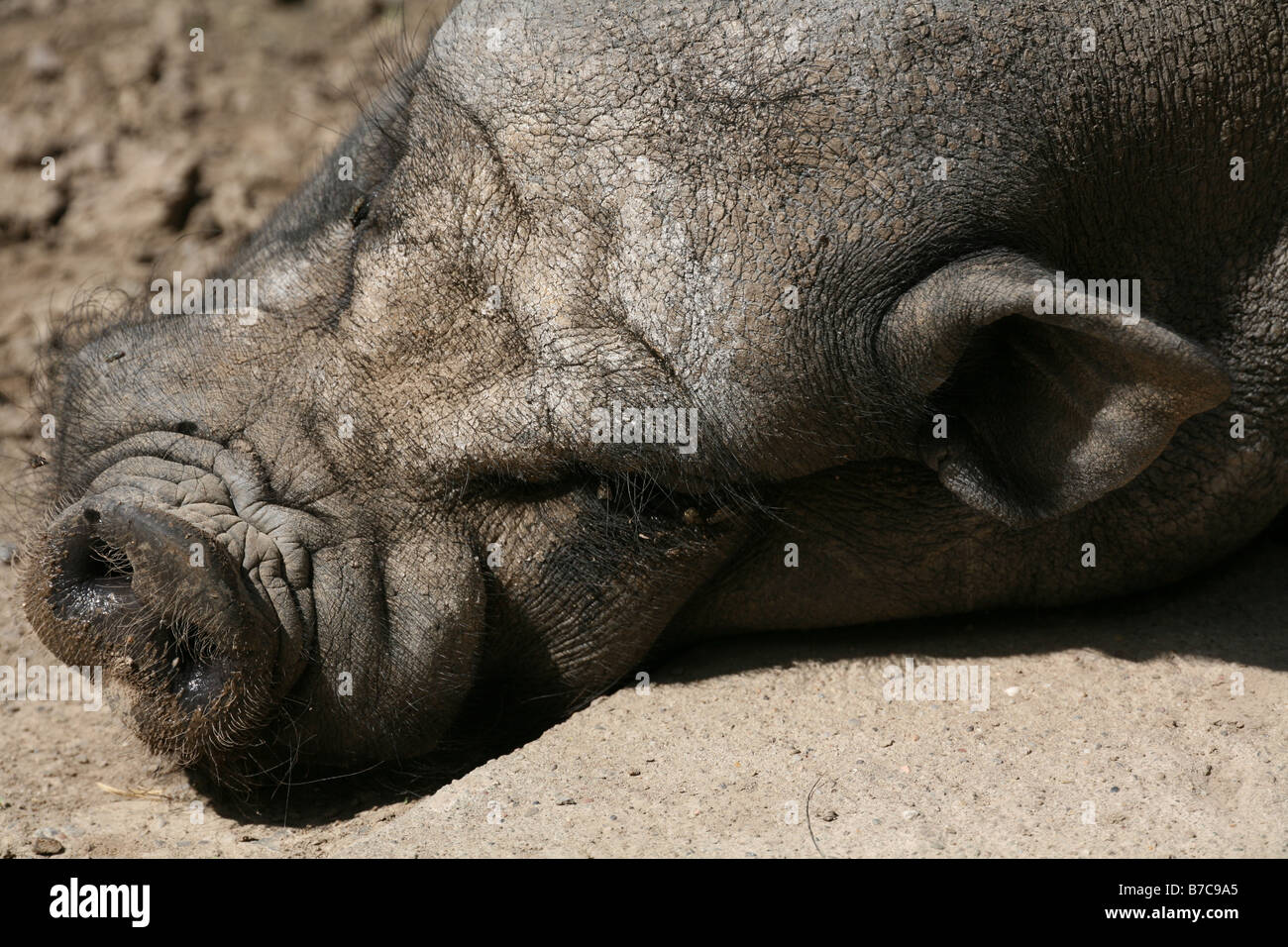 Hanging belly pig Stock Photo - Alamy