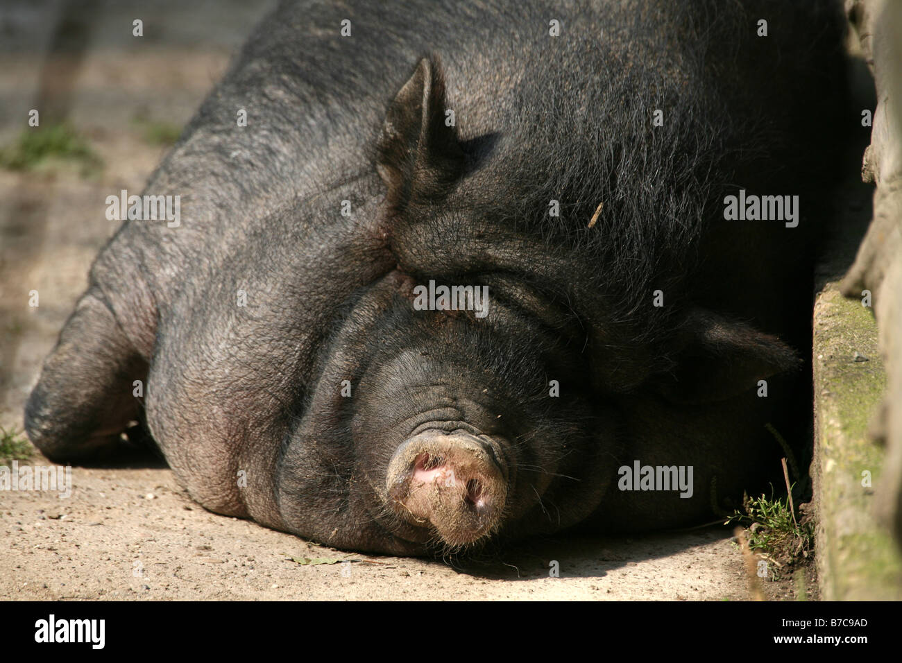Hanging belly pig Stock Photo - Alamy