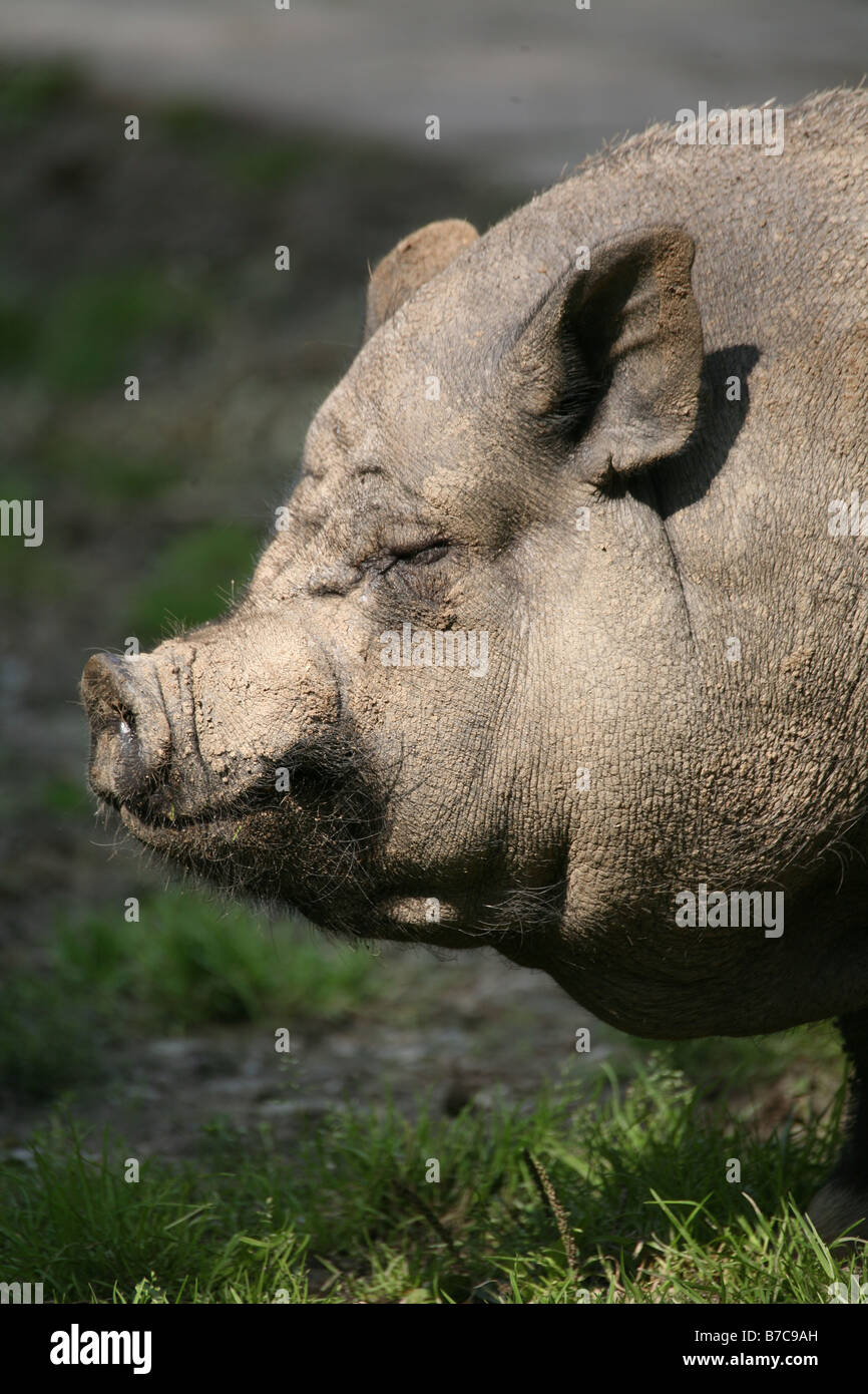 Hanging belly pig Stock Photo - Alamy