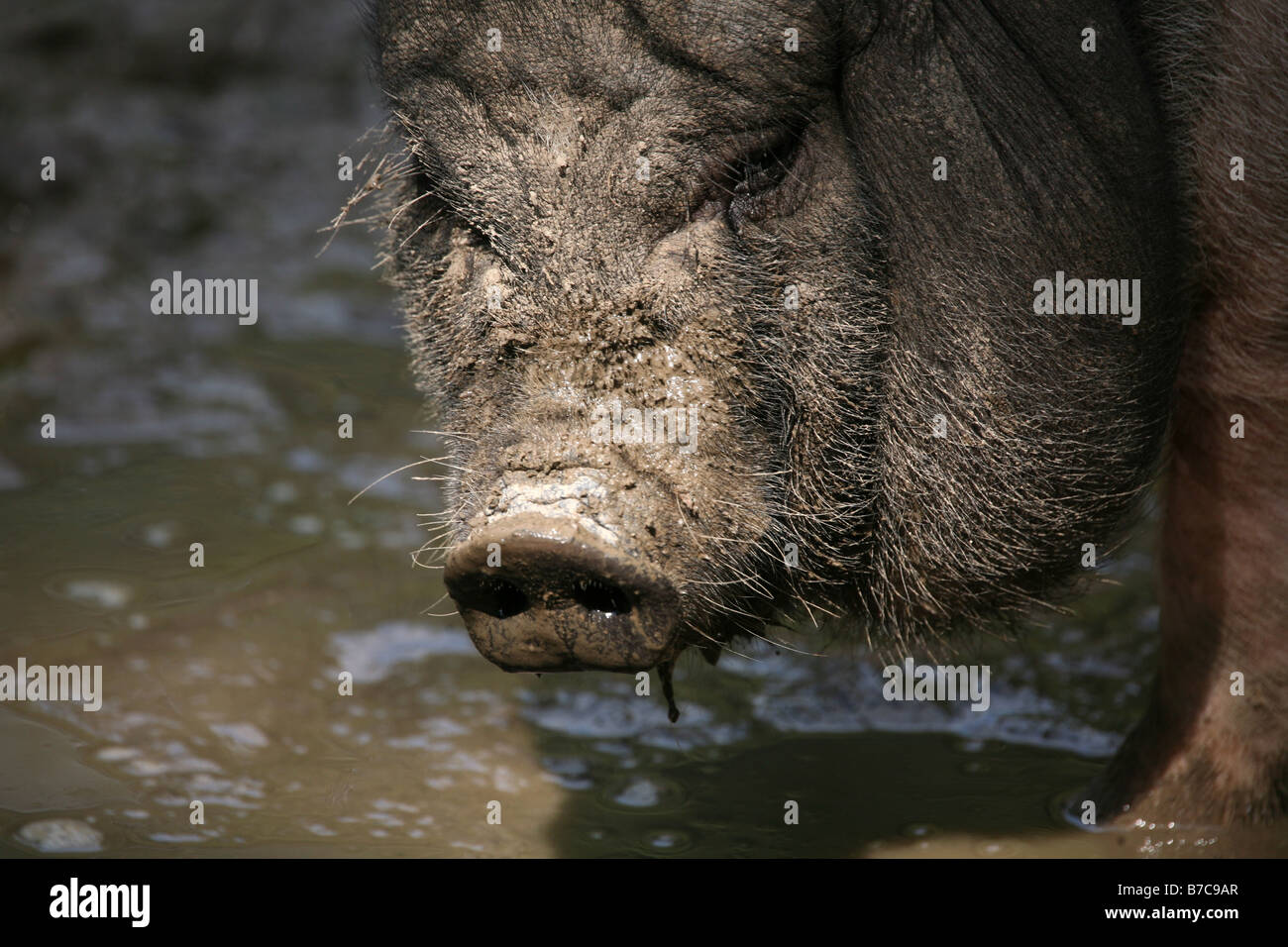 Hanging belly pig hi-res stock photography and images - Alamy