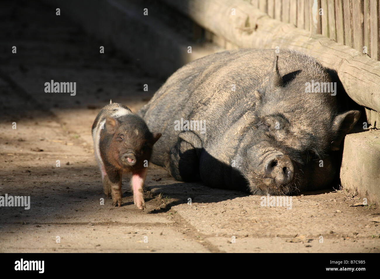 Asian pig breeding hi-res stock photography and images - Alamy