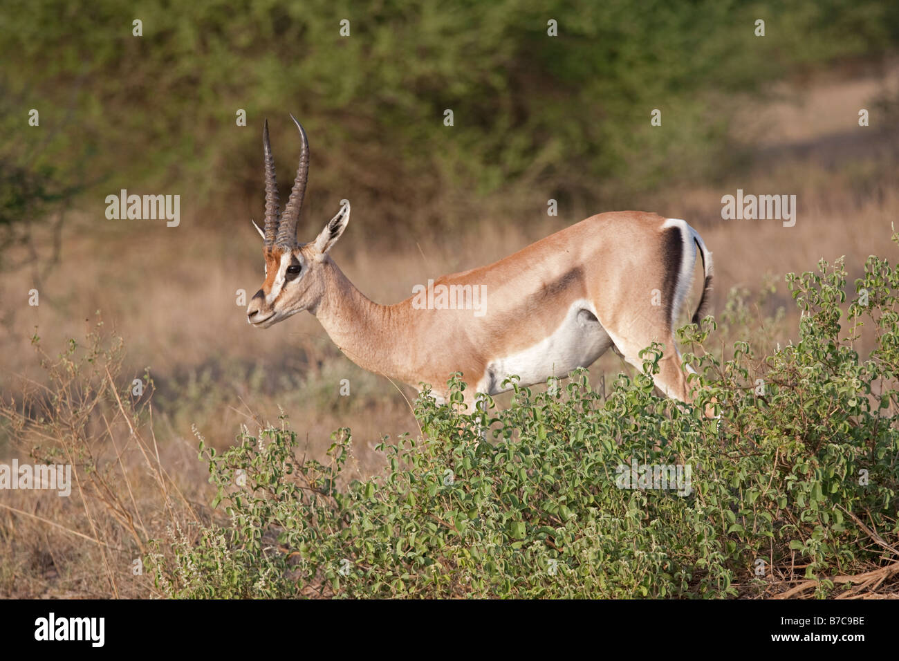 Grant's gazelle hi-res stock photography and images - Alamy