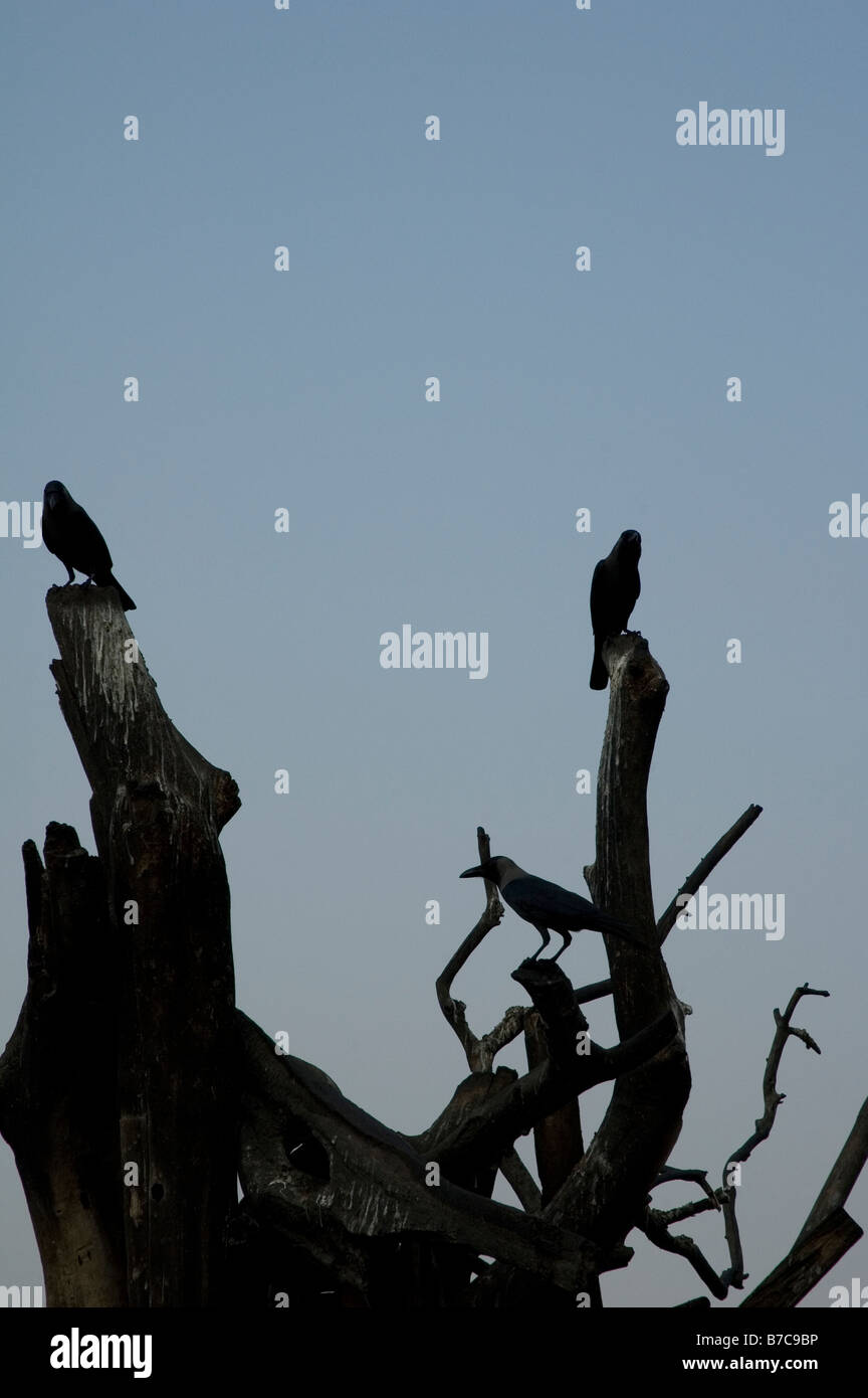 Crows on tree hi-res stock photography and images - Alamy