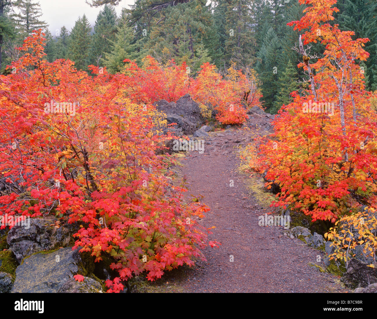 Vine maple trail hi-res stock photography and images - Alamy