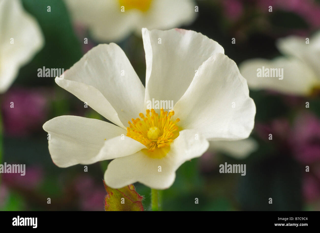 Cistus × hybridus (Rock rose, Sun rose Stock Photo - Alamy