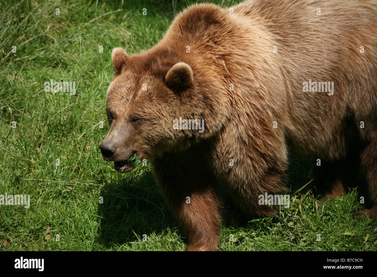Bear master hi-res stock photography and images - Alamy