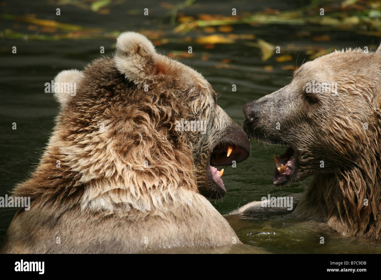 Bear water fights hi-res stock photography and images - Alamy