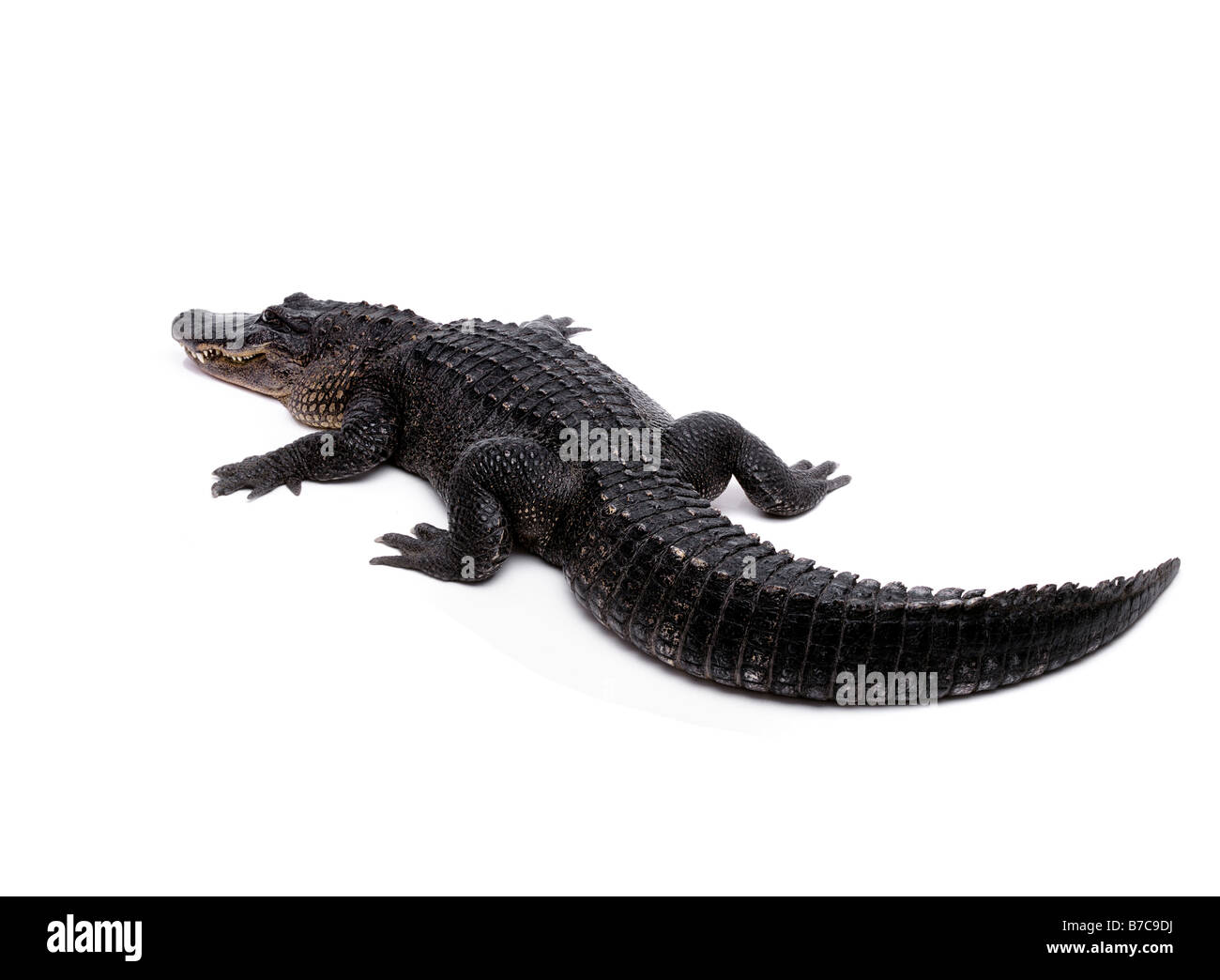 AMERICAN ALLIGATOR Alligator mississippiensis studio shot Stock Photo ...