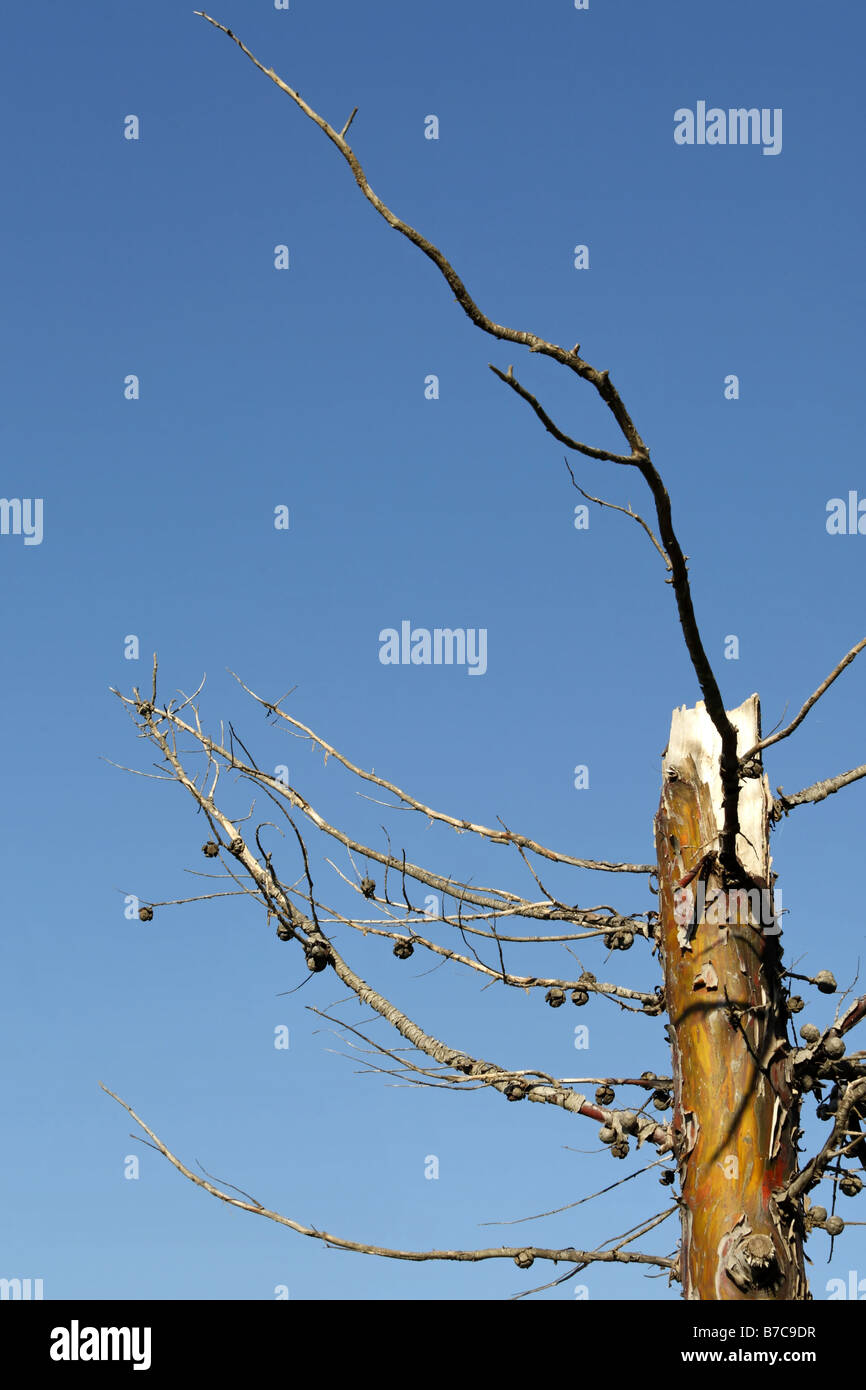 Wind damaged tree hi-res stock photography and images - Alamy