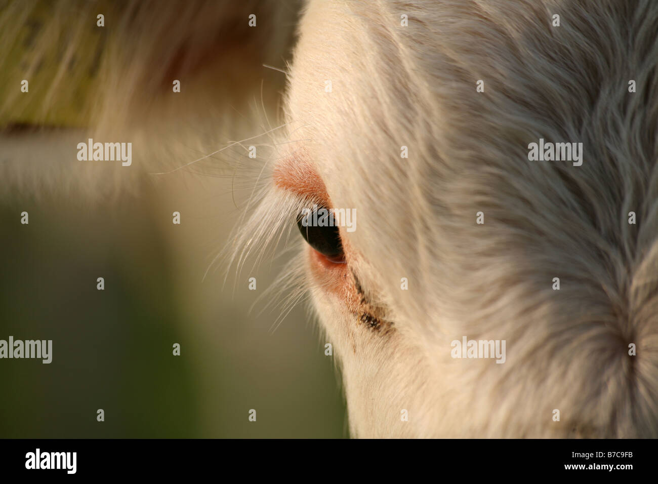 Ciliary body hi-res stock photography and images - Alamy