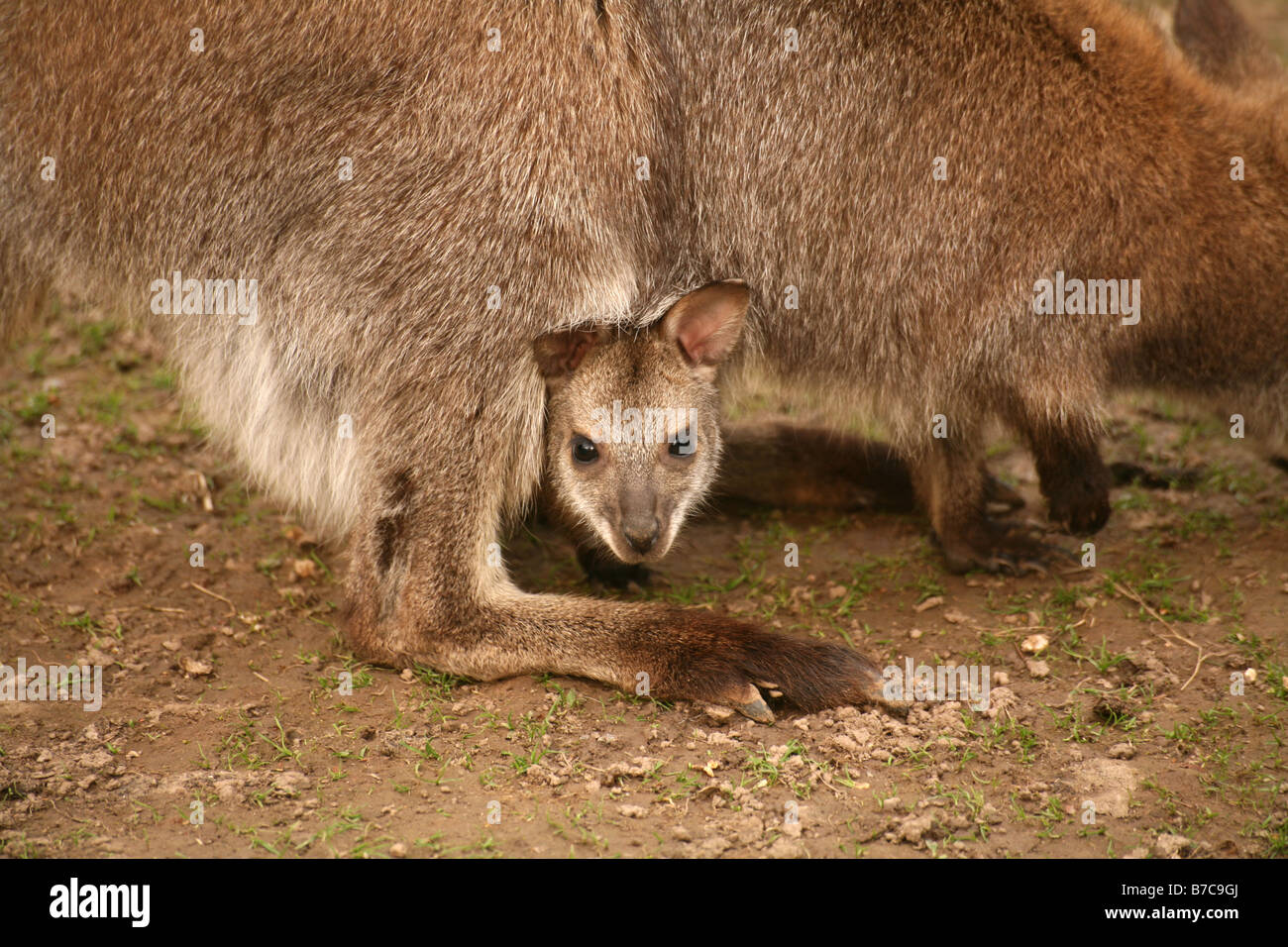 Baby cuckoo hi-res stock photography and images - Alamy