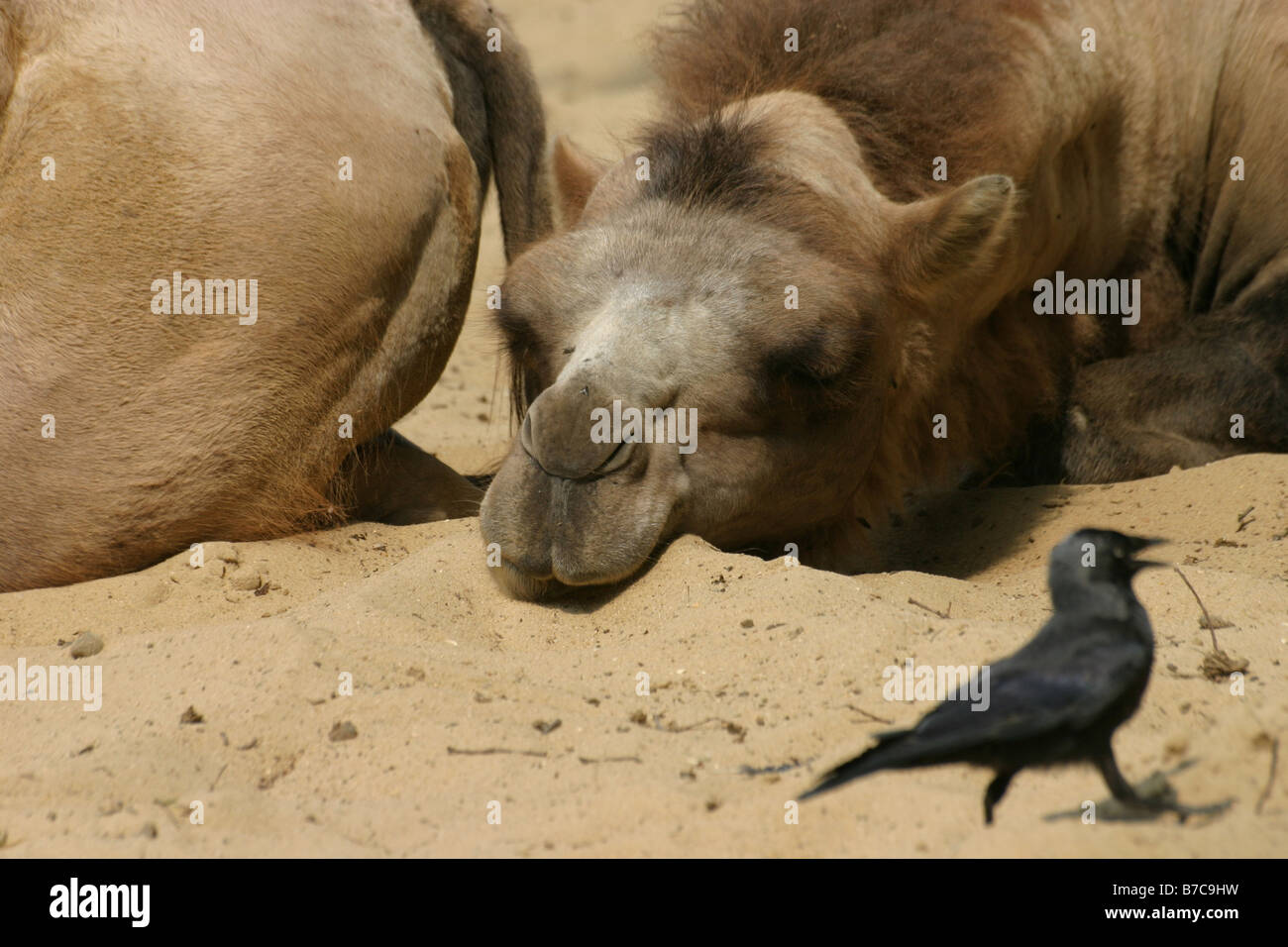 Camel birds hi-res stock photography and images - Alamy