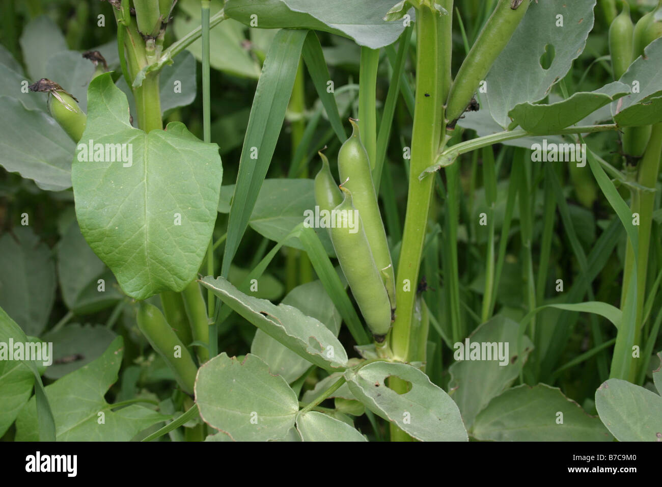 Tillage beans hi-res stock photography and images - Alamy