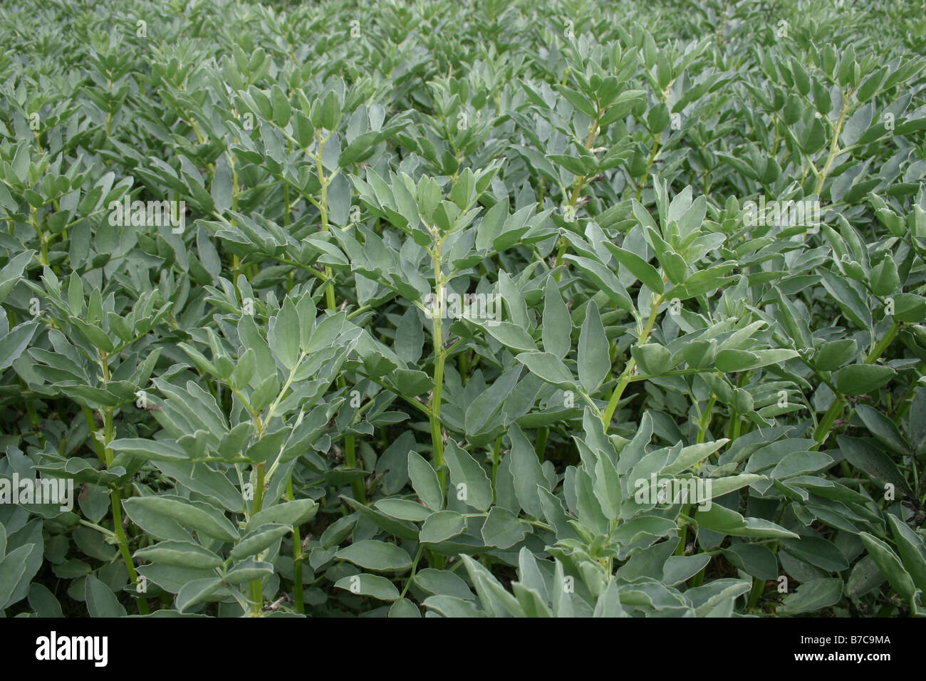 Tillage beans hi-res stock photography and images - Alamy