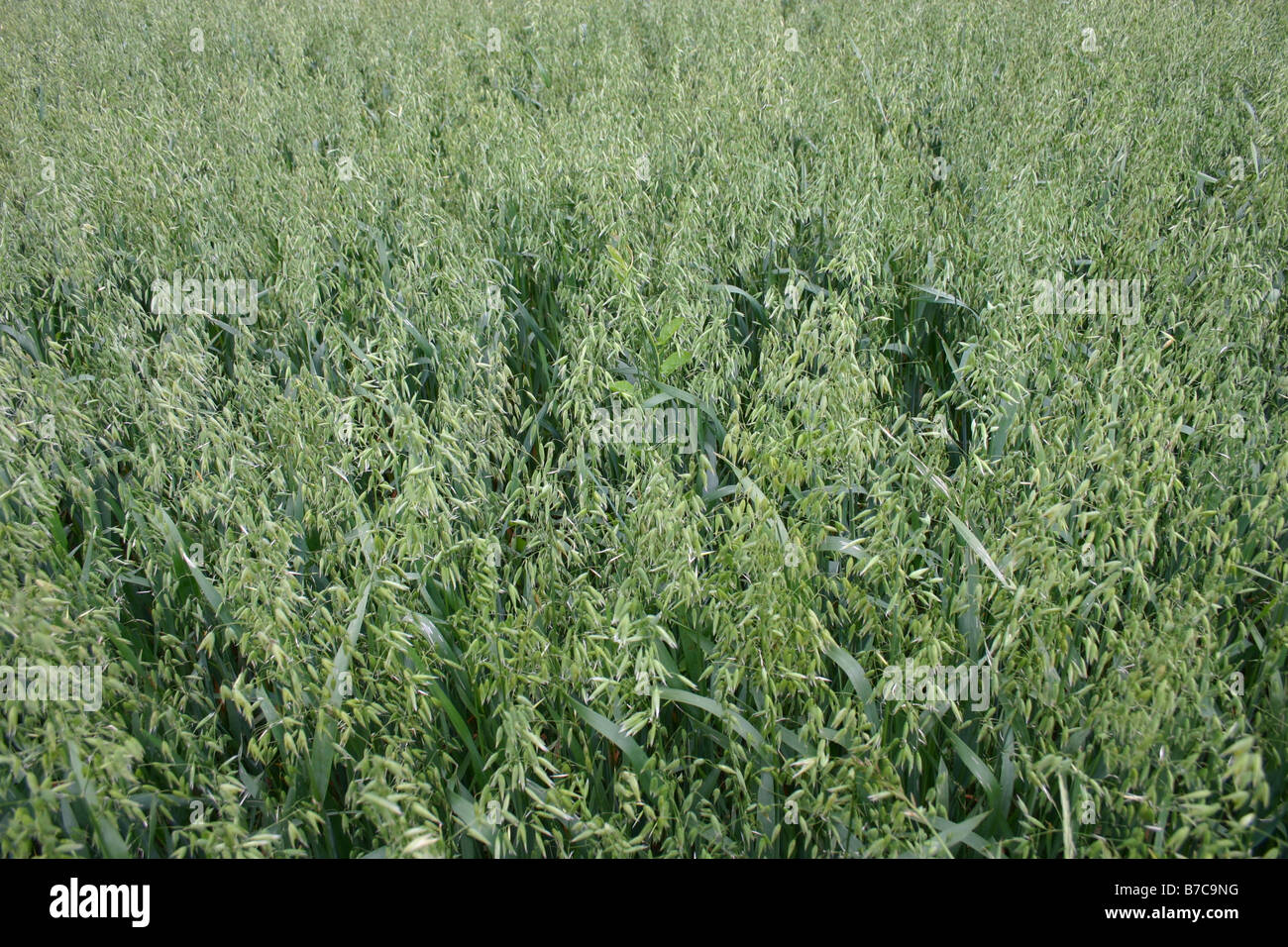Immature oat hi-res stock photography and images - Alamy